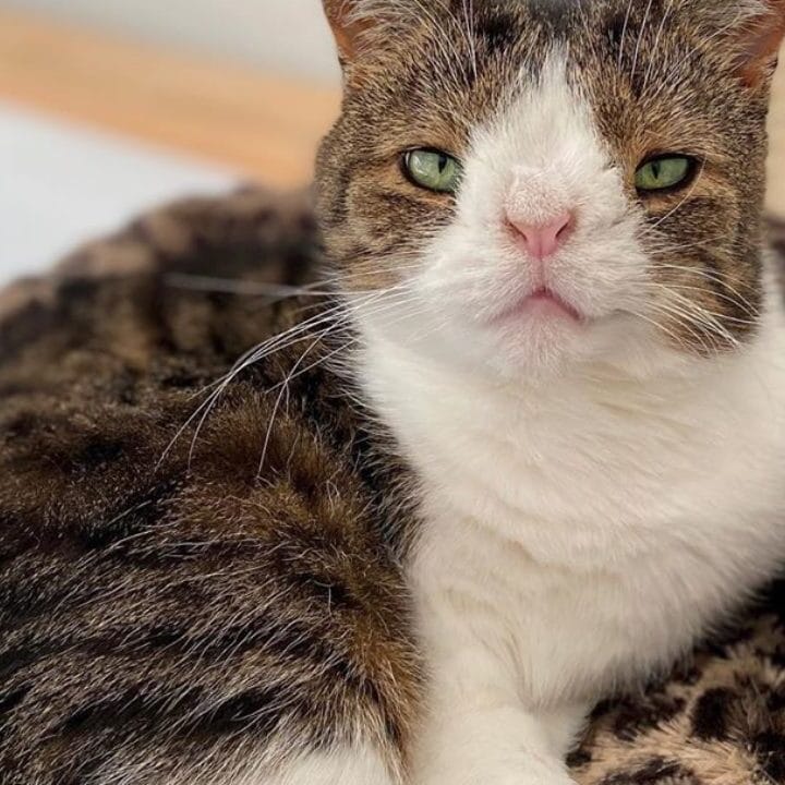 Gato com "Síndrome de Down": O Que Realmente Têm e Como Cuidar Deles